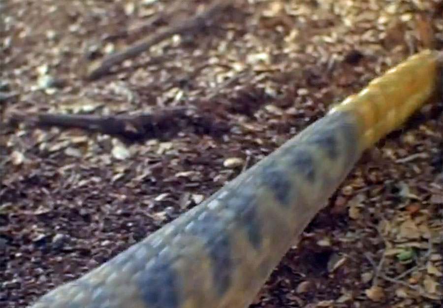 King Cobra 1999 King Cobra 1999