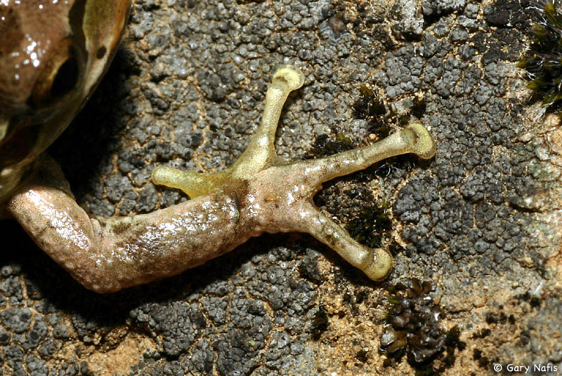Key To Identifying California Frogs And Toads
